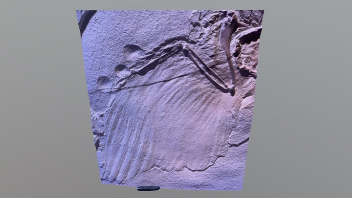 Archaeopteryx 3D models - Sketchfab