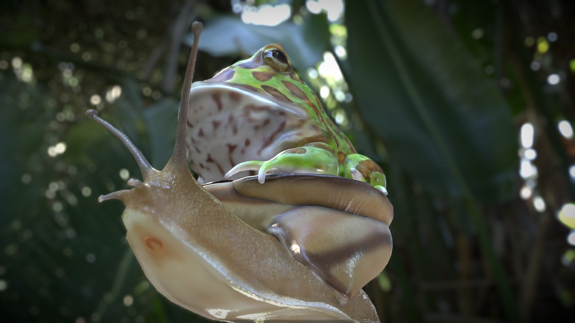 Frog carrier snail - Buy Royalty Free 3D model by Boycraft [3db53bc ...