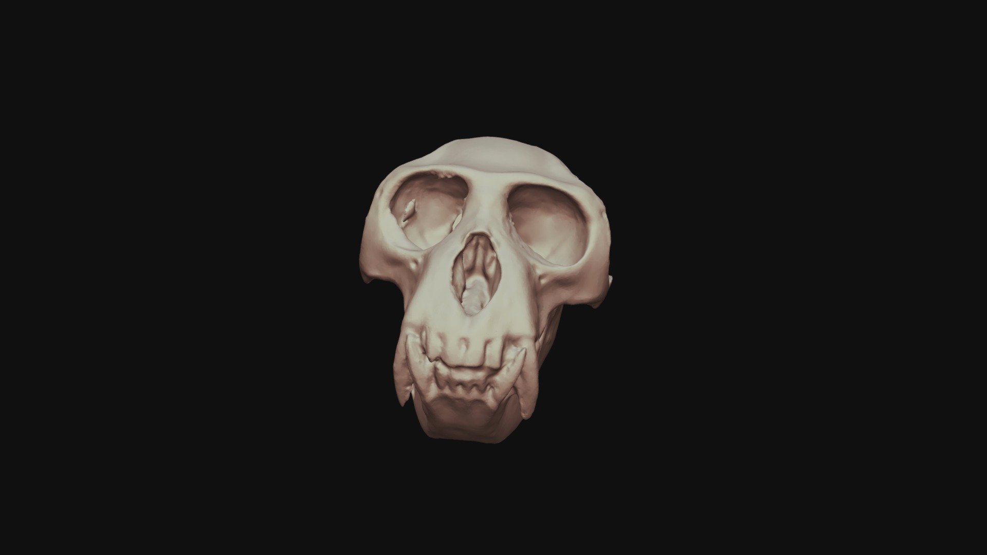 Colobus Skull - Download Free 3D model by upeshnepal1 [3db7bb8] - Sketchfab