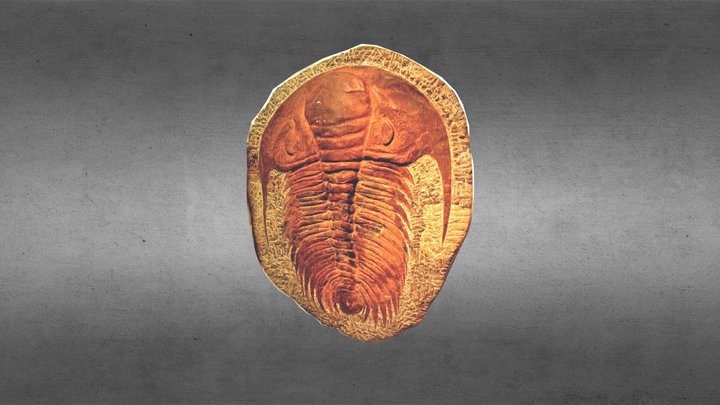 Arthropod 3D models - Sketchfab