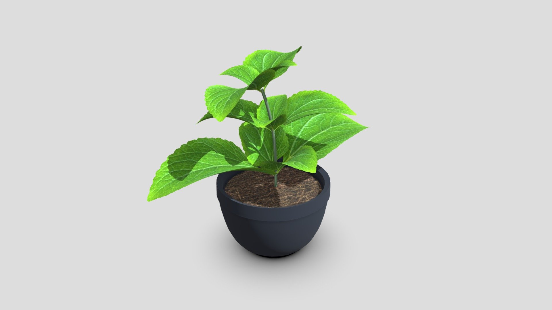 mint leaves pots_Obj - 3D model by fasih.lisan [3dbcc9f] - Sketchfab