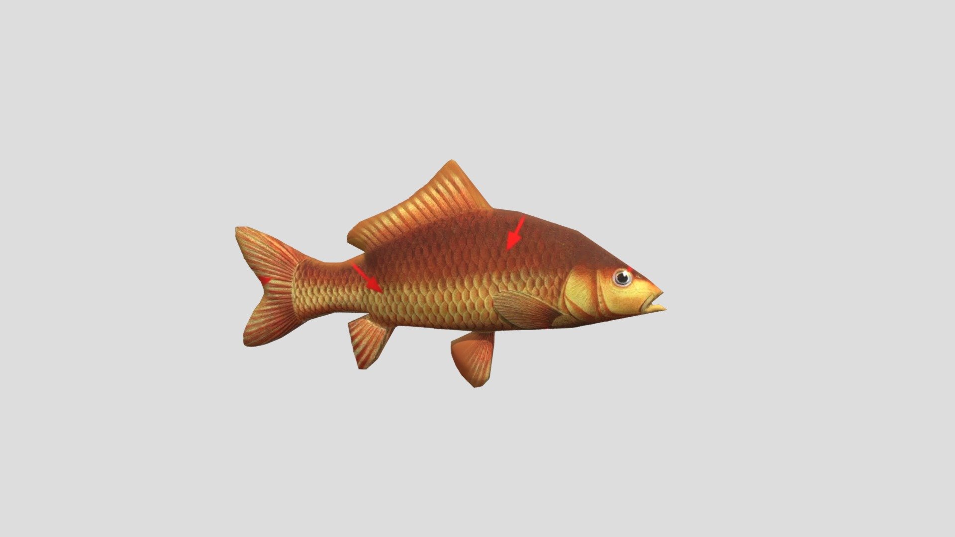 IKAN MAS - Download Free 3D model by buanadimasurya [3dc0b91] - Sketchfab
