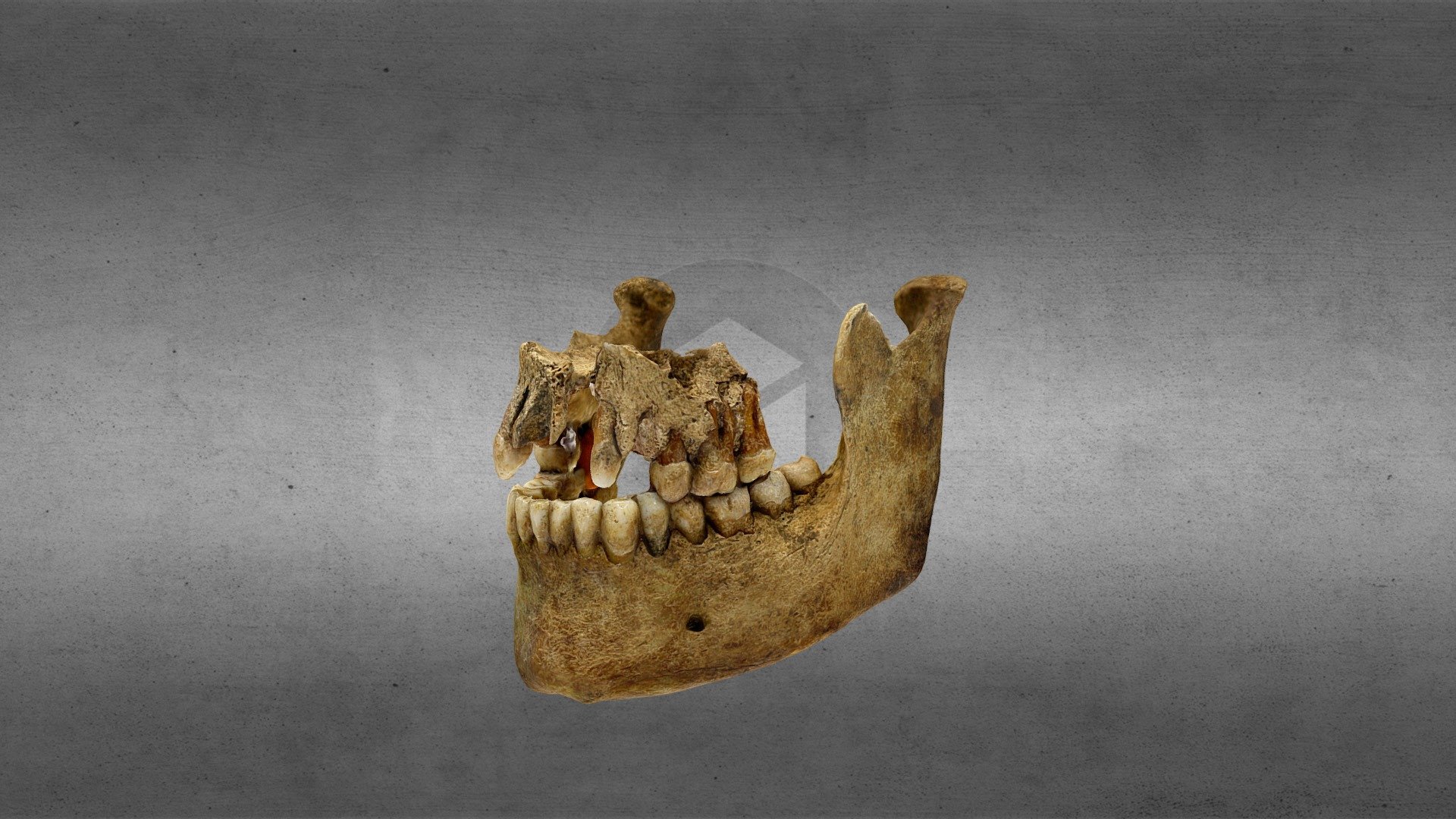Skull Kan2K4B1 (Part 2: Jaws) - Download Free 3D model by Igor Denisov ...
