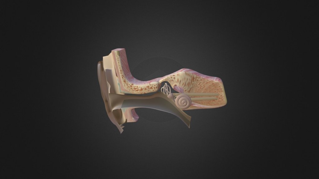 Ear - 3D model by Lambda Software Innovations (@lambdasoftware) [3dc2ce8] - Sketchfab