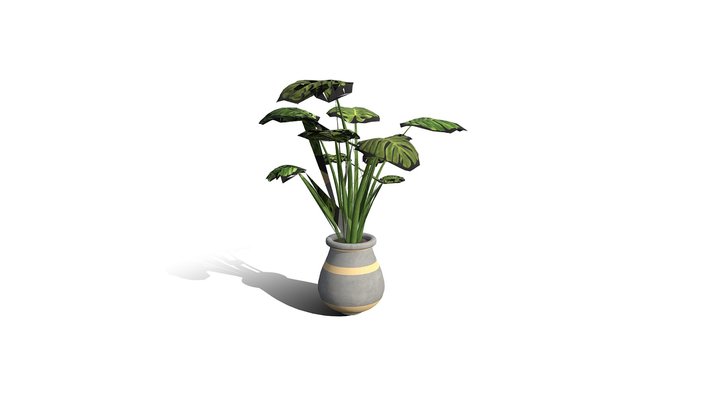 Monstera 3D models - Sketchfab