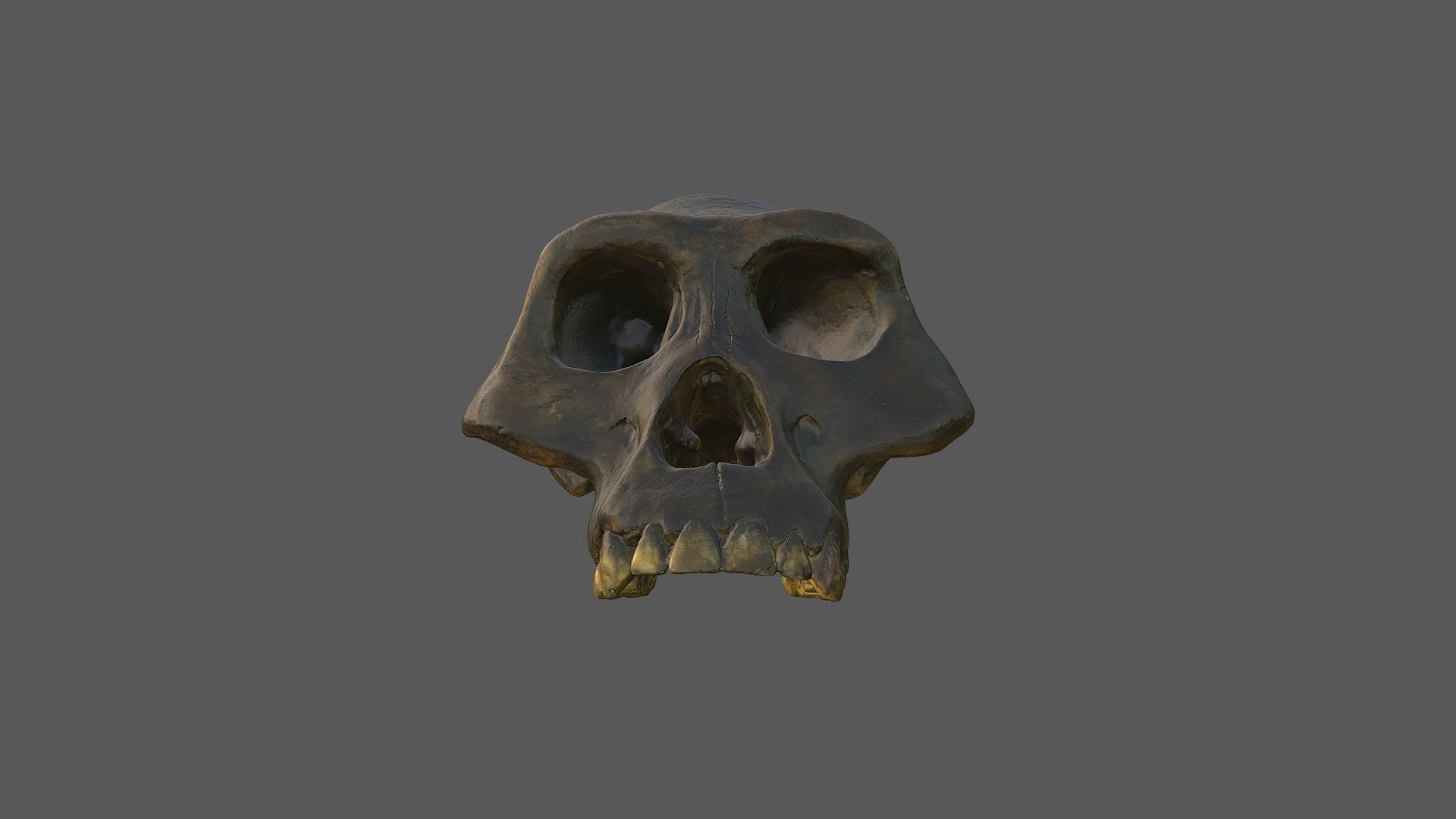 Australopithecus Afarasis Skull with Texture - 3D model by Wellesley ...