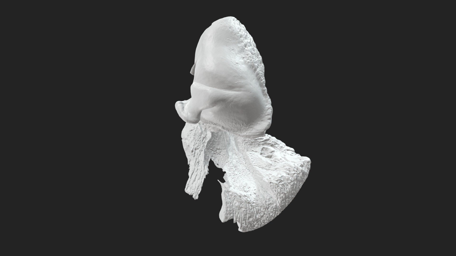 Ziphius cavirostris_USNM530291_tyb - 3D model by Gunma Museum of ...