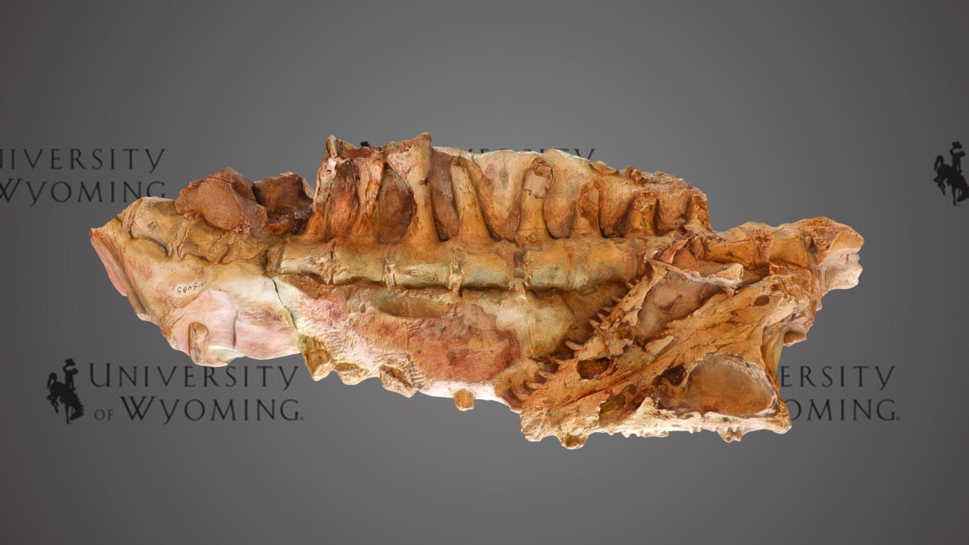 UW5485- Corosaurus alcovensis, Skeleton - Download Free 3D model by ...