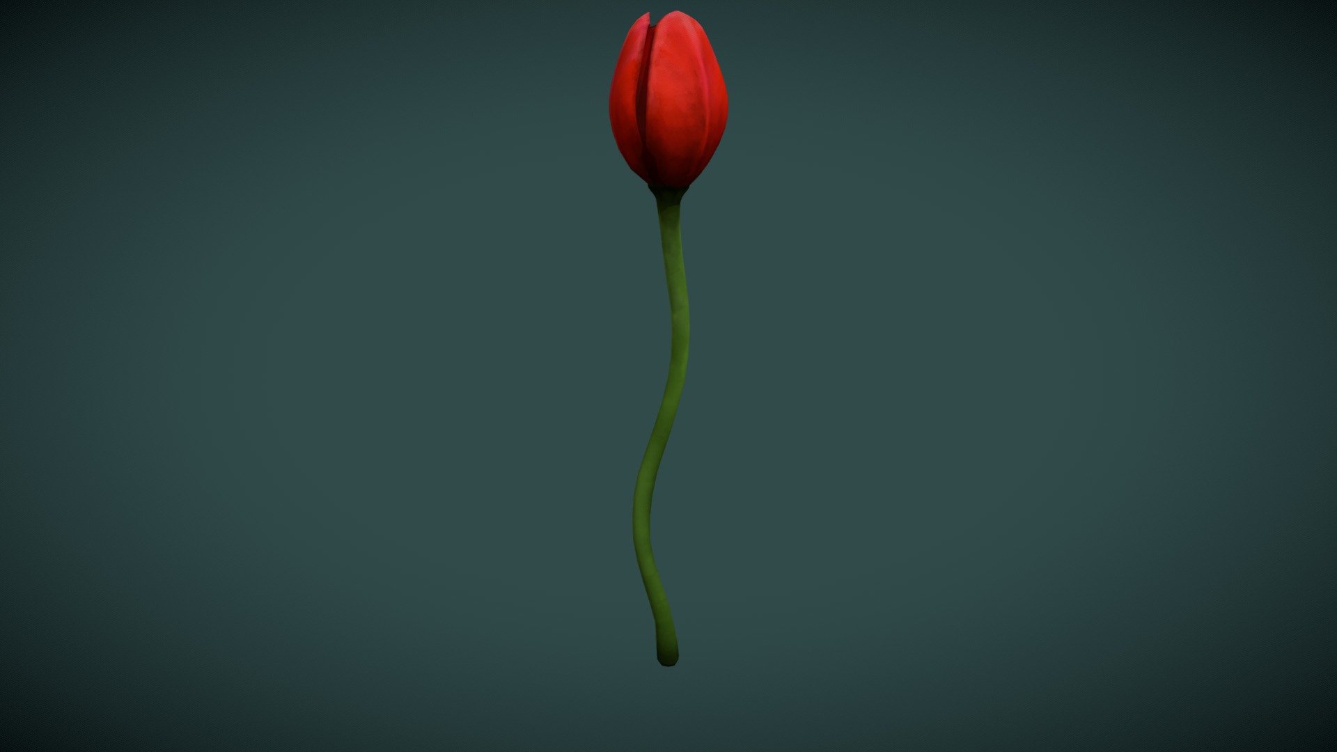 Tulip - 3D model by alexrowe0621 [3de653d] - Sketchfab