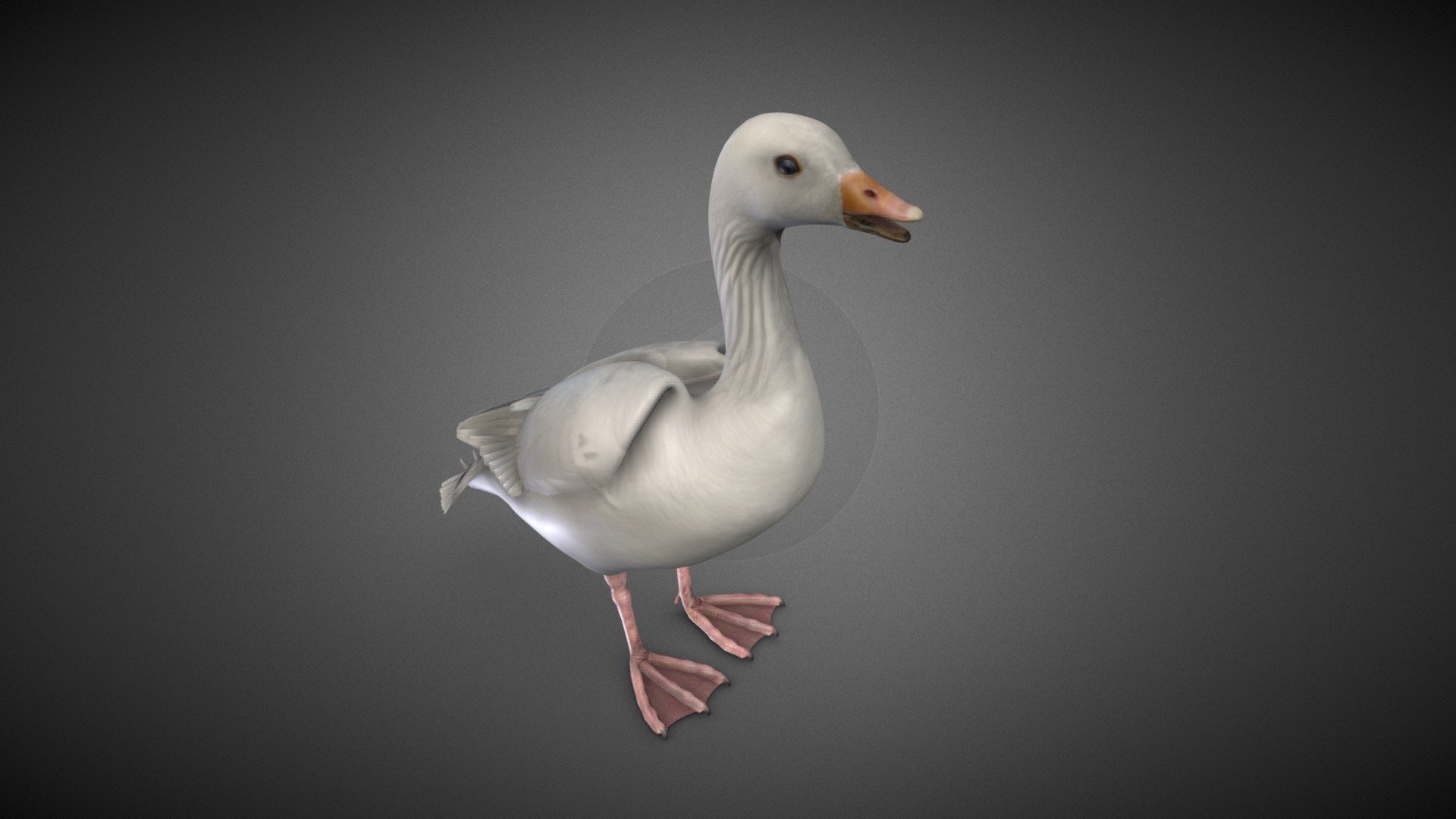 Goose - 3D Bird - 3D model by Kailash H Kanojia (@KailashHKanojia ...