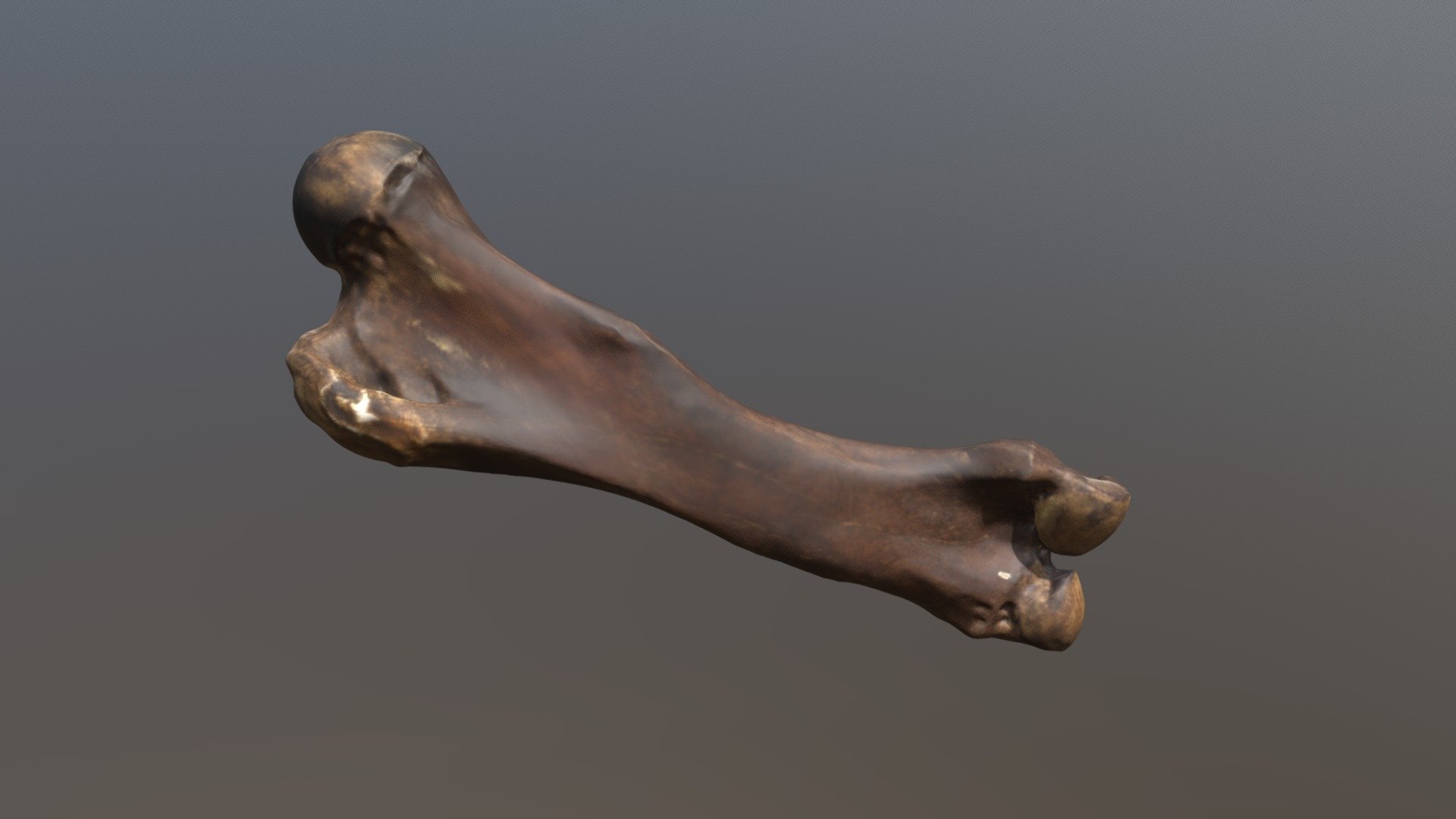 Mastodon Femur Left (VCU_3D_3622) - 3D model by Virtual Curation Lab ...