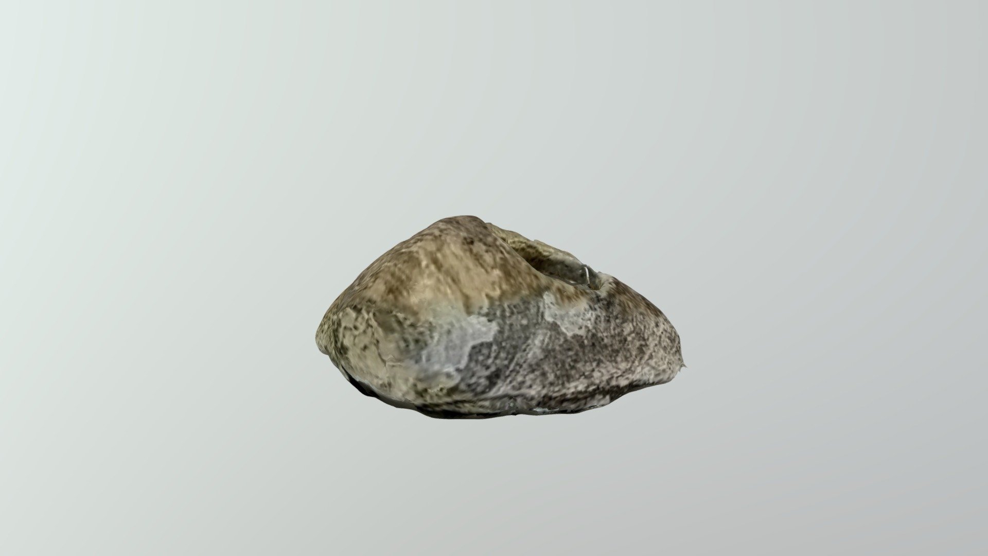 Pleurobena - 3D model by JMMehta (@jayur) [3df1705] - Sketchfab