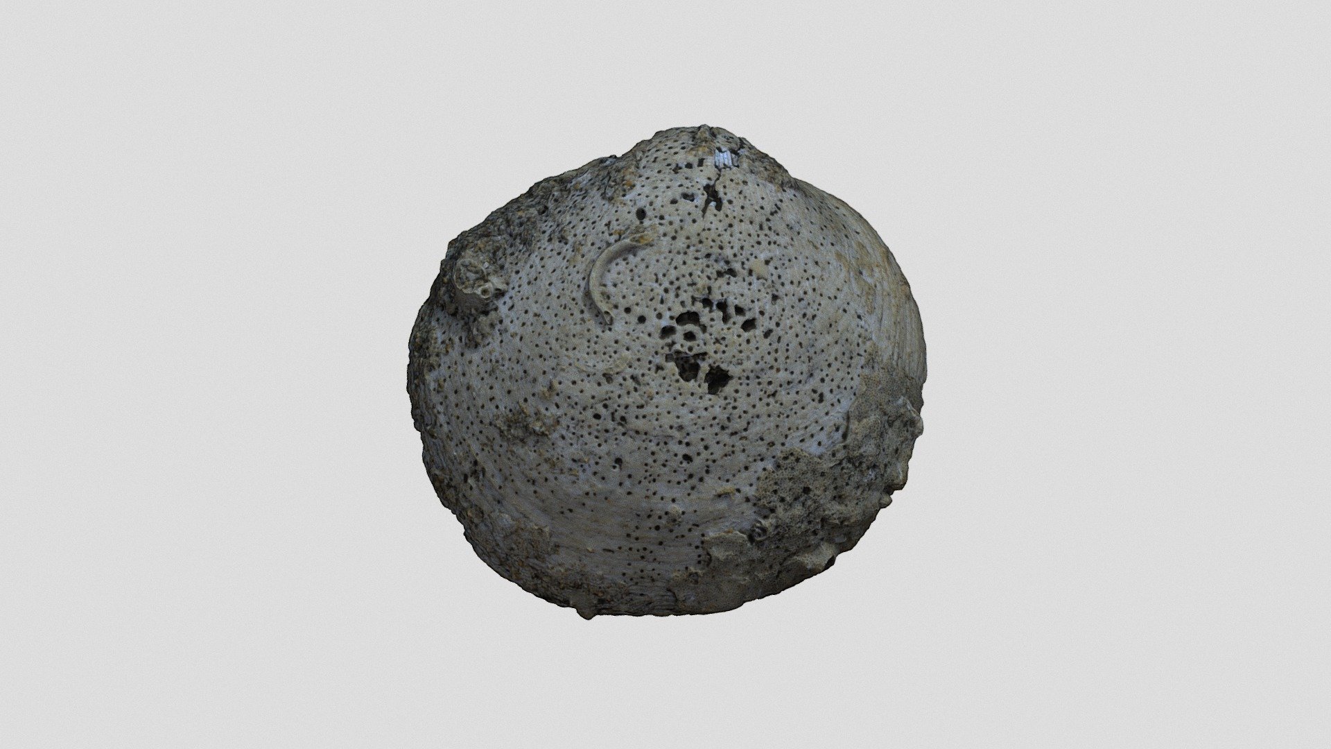 Bivalve con Entobia - Download Free 3D model by Atlante virtuale 3D ...