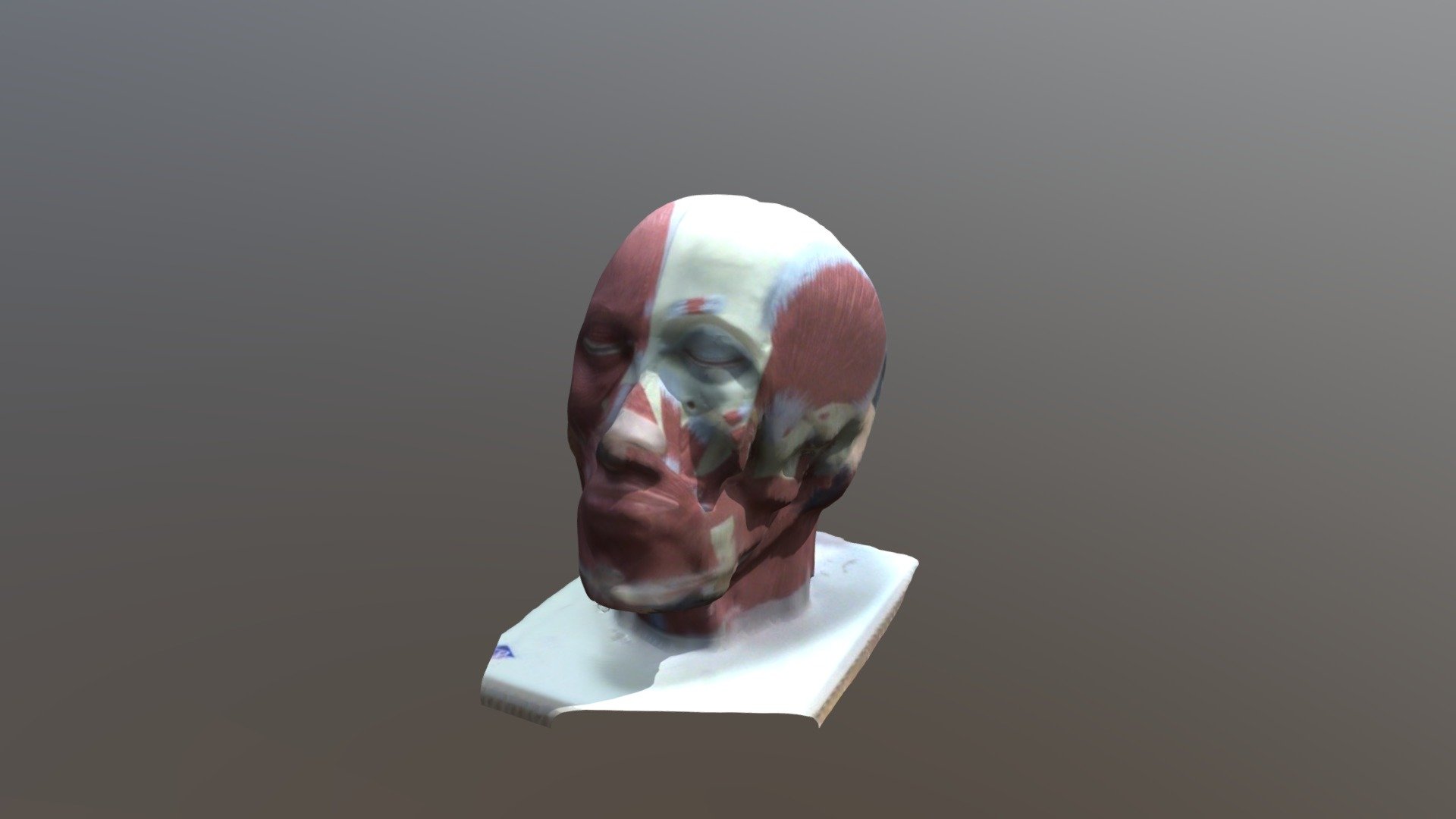 3D Head : Bones - 3D model by eLearning@Preston's College (@fmchale ...