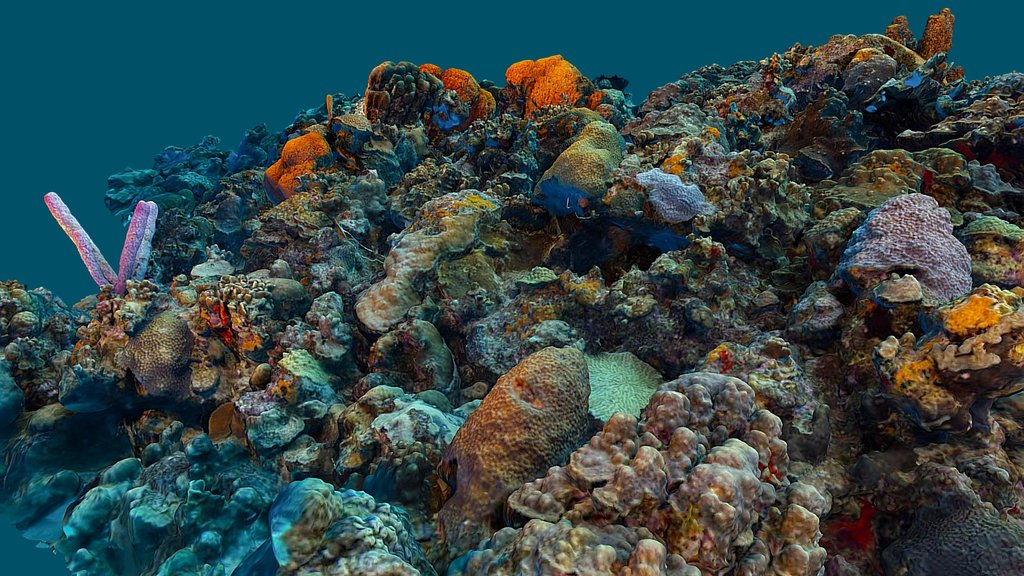 coral - A 3D model collection by Astrid (@mliu26) - Sketchfab
