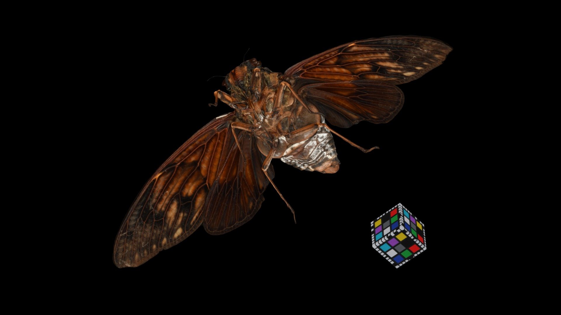 CC0 アブラゼミ ♂ Large Brown Cicada, G. nigrofuscata - Download Free 3D ...
