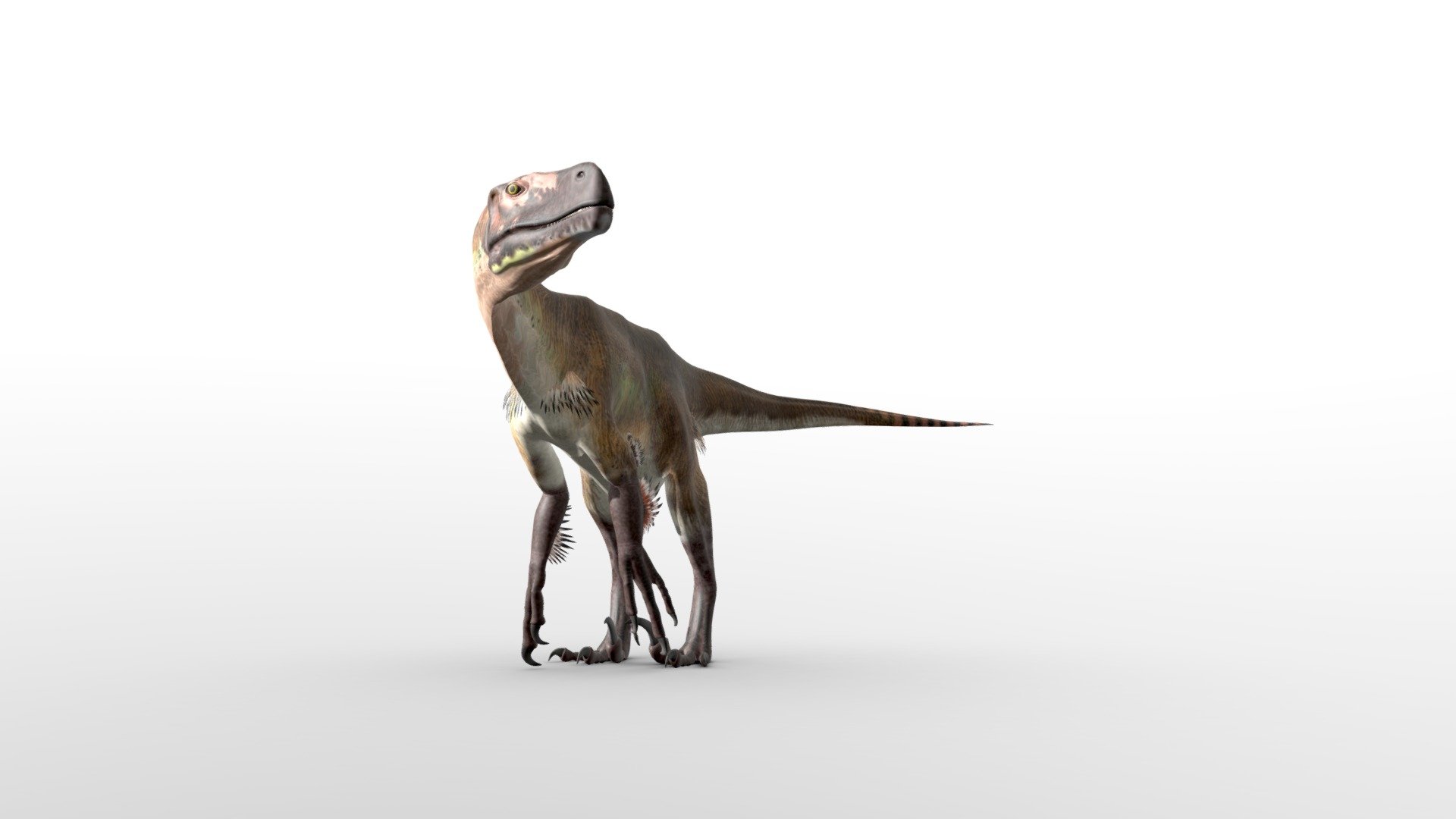 Dinoraul Accurate Utahraptor Ostrommaysi - Download Free 3D model by ...