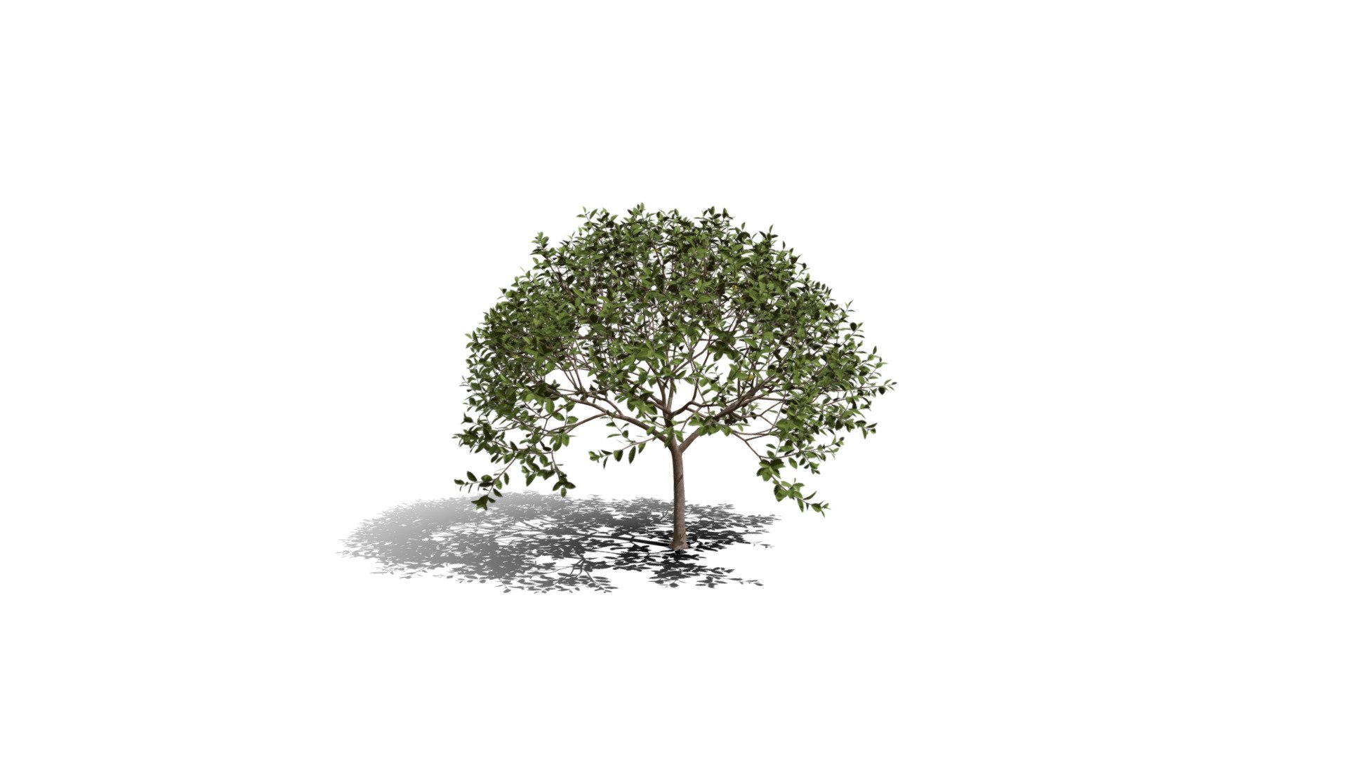 Realistic HD Lemon tree (22/30) - Download Free 3D model by ...