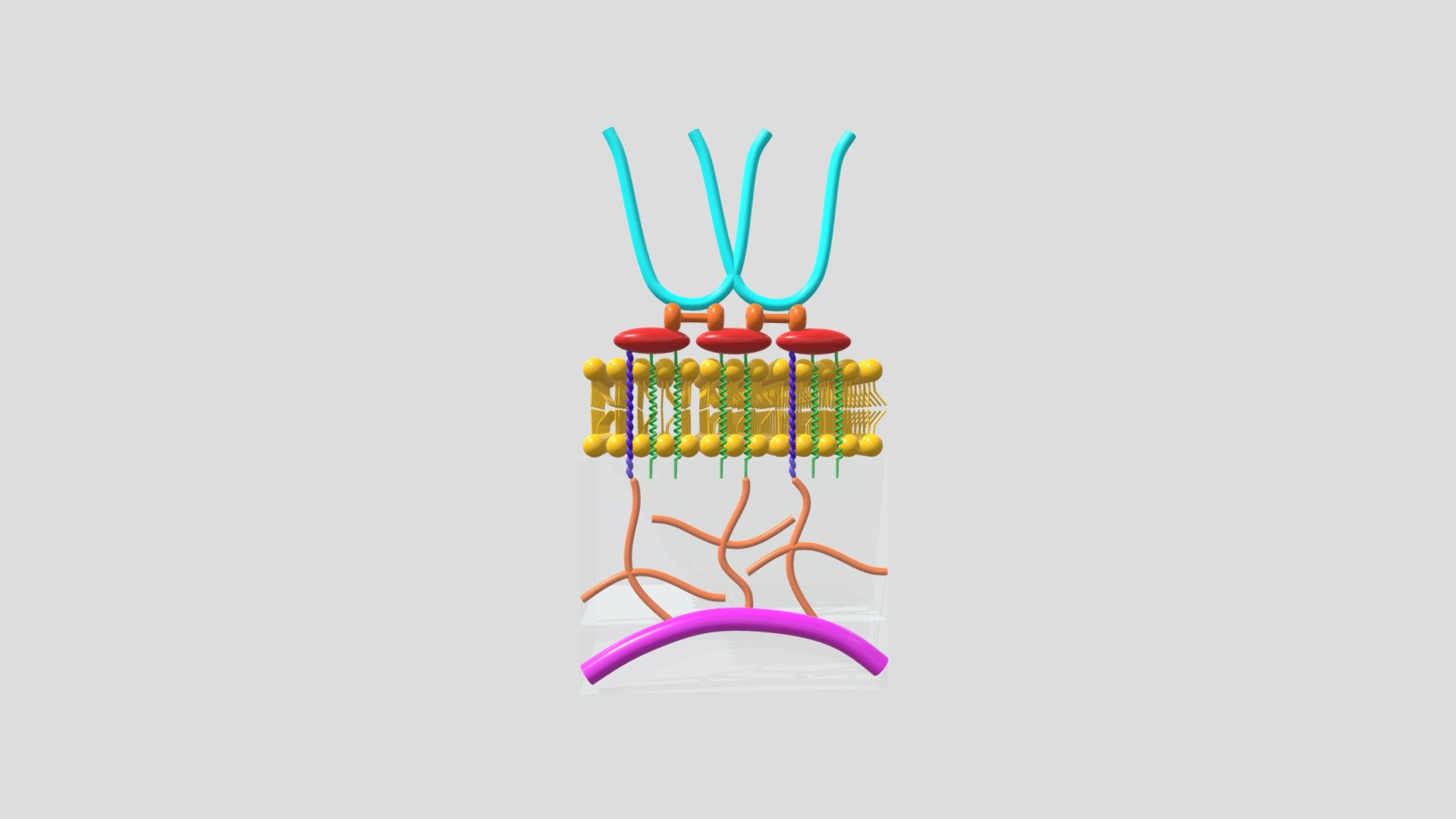Membrane Specializations - Hemidesmosome - 3D model by Júlio Panzera ...