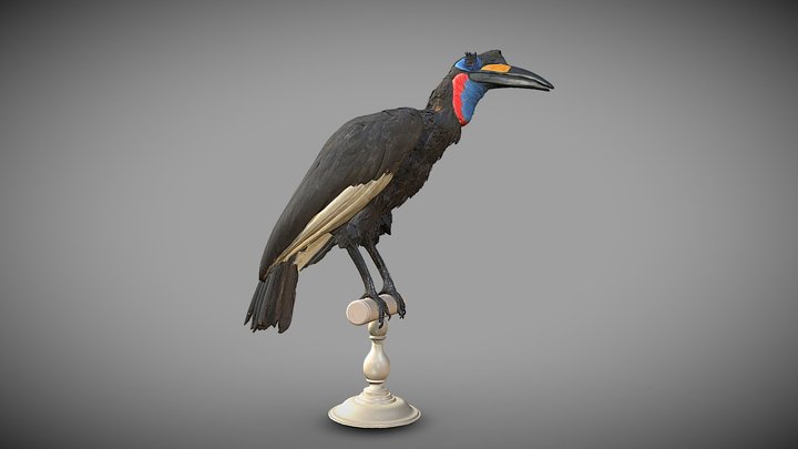 Calao 3D models - Sketchfab