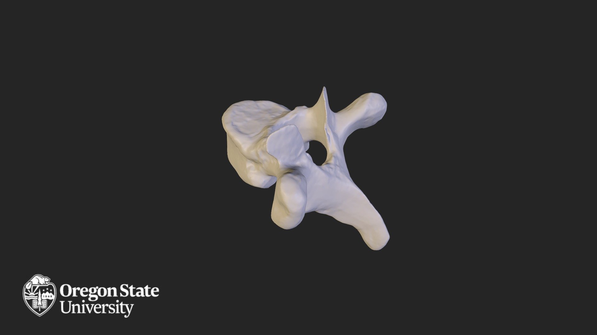 Thoracic vertebra - T3 - Download Free 3D model by Oregon State ...