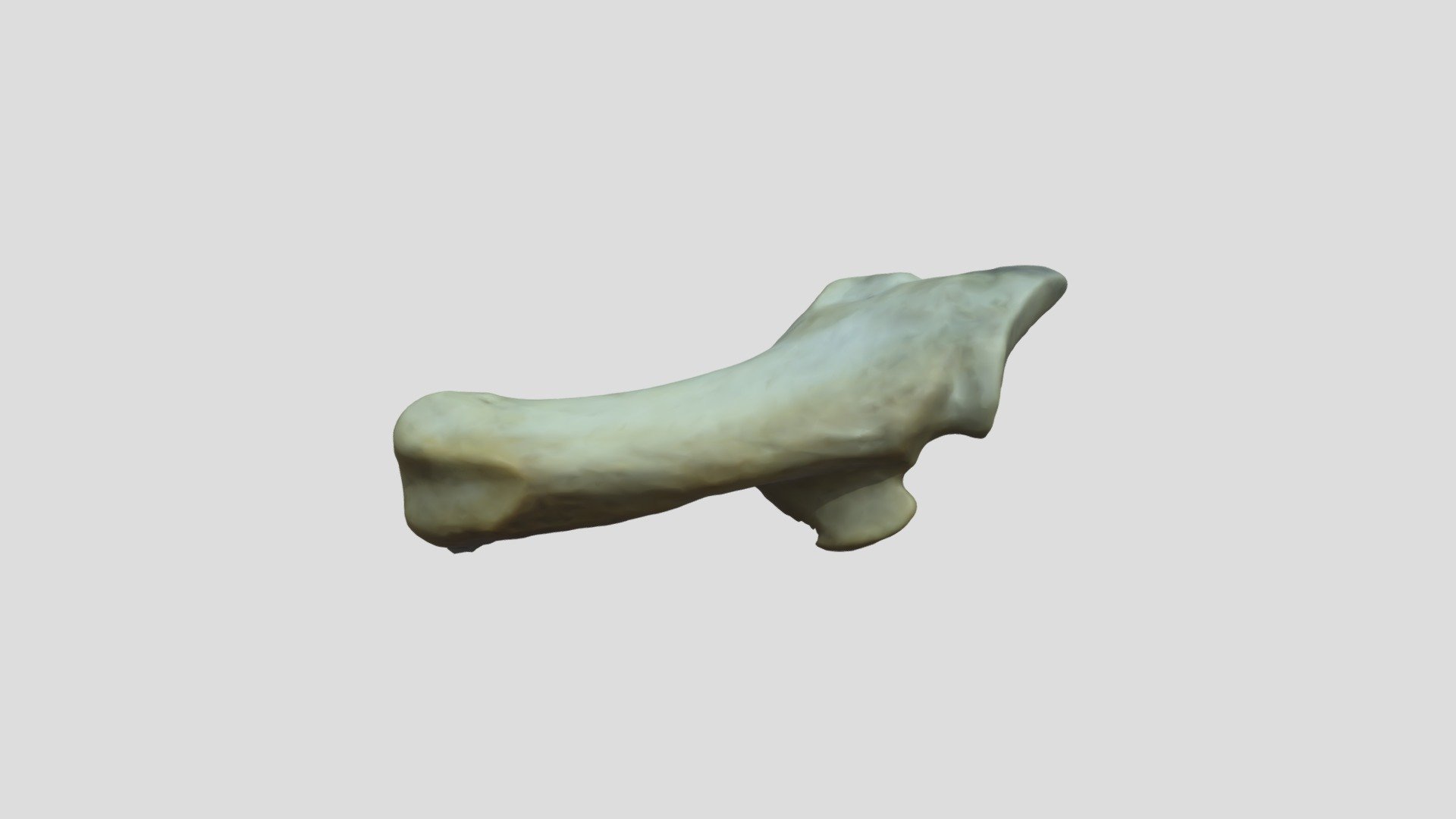 Sheep Calcaneus - Side 2 - 3D model by JeromeDouglas [3e16456] - Sketchfab