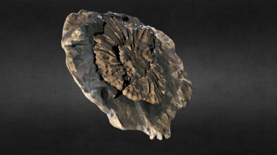 Pectinatites (Pectinatites) strahani - Download Free 3D model by ...