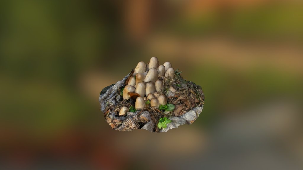 Fungi - A 3D model collection by allapopp - Sketchfab