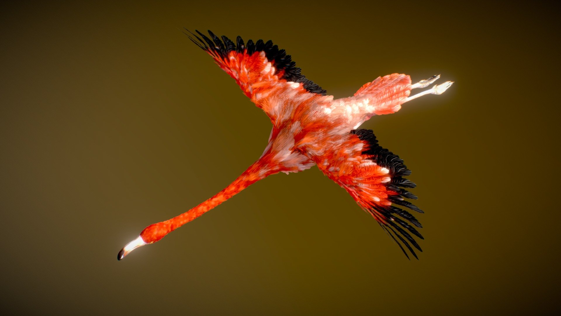 American Flamingo - 3D model by Nestaeric [3e2ab79] - Sketchfab