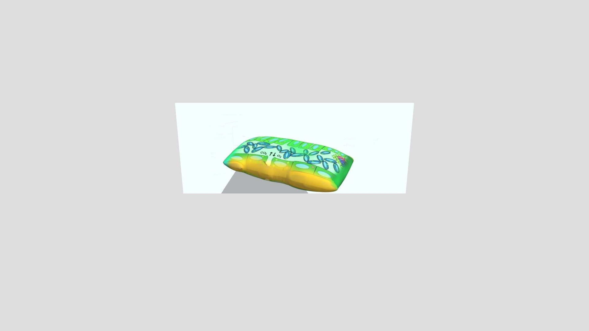 Struktur Daun 3D - Download Free 3D model by dani s martono ...