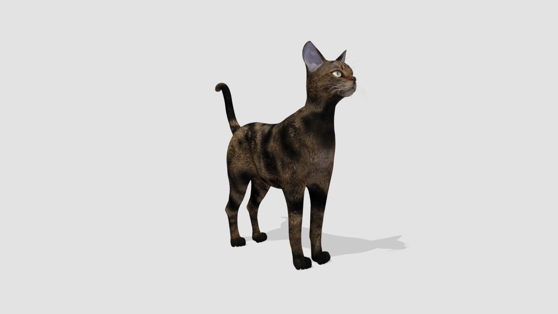 cat - Buy Royalty Free 3D model by Evermotion [3e3569d] - Sketchfab Store