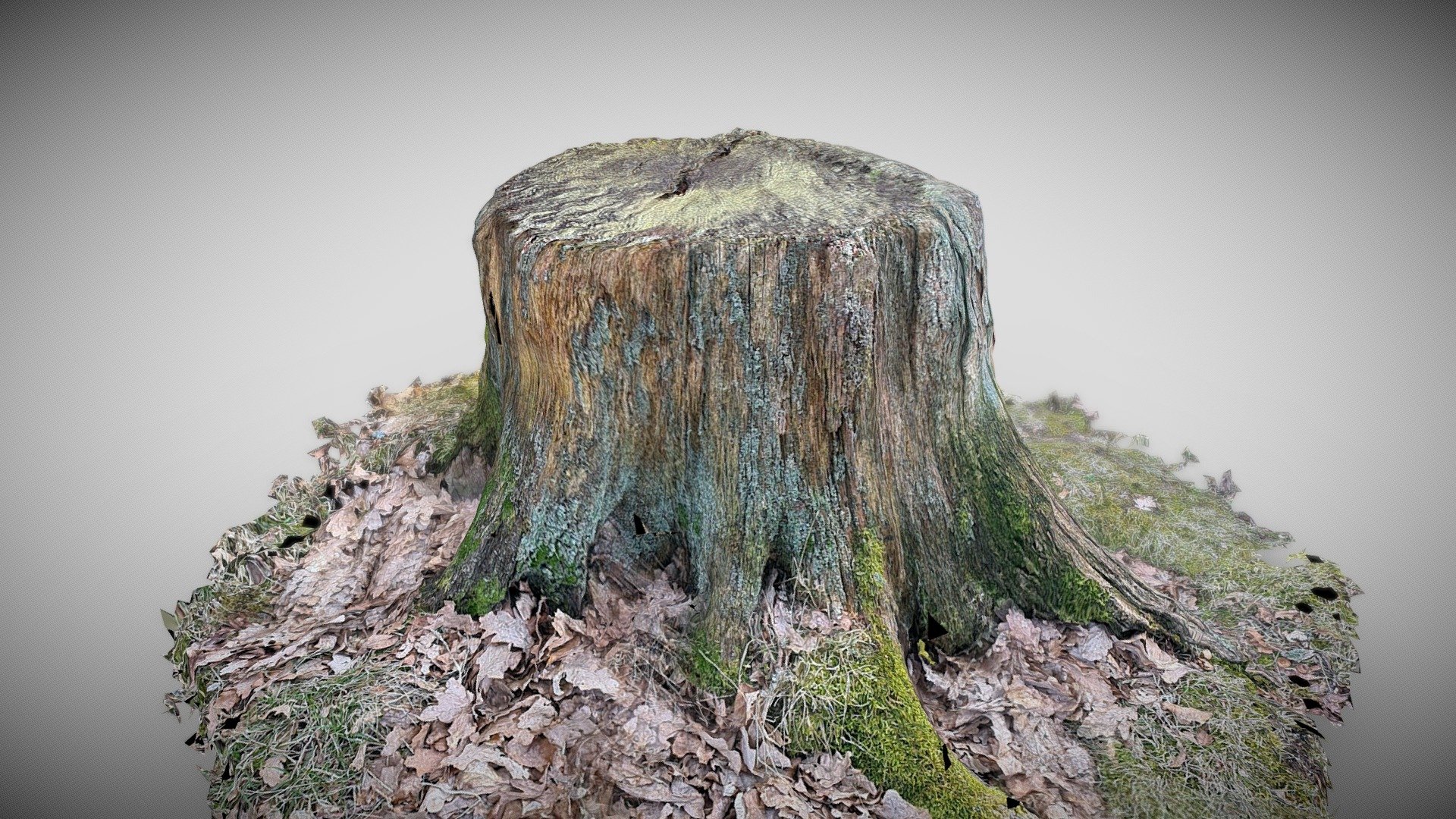 Tree stump - 3D scan - feature test - Download Free 3D model by Hullken ...
