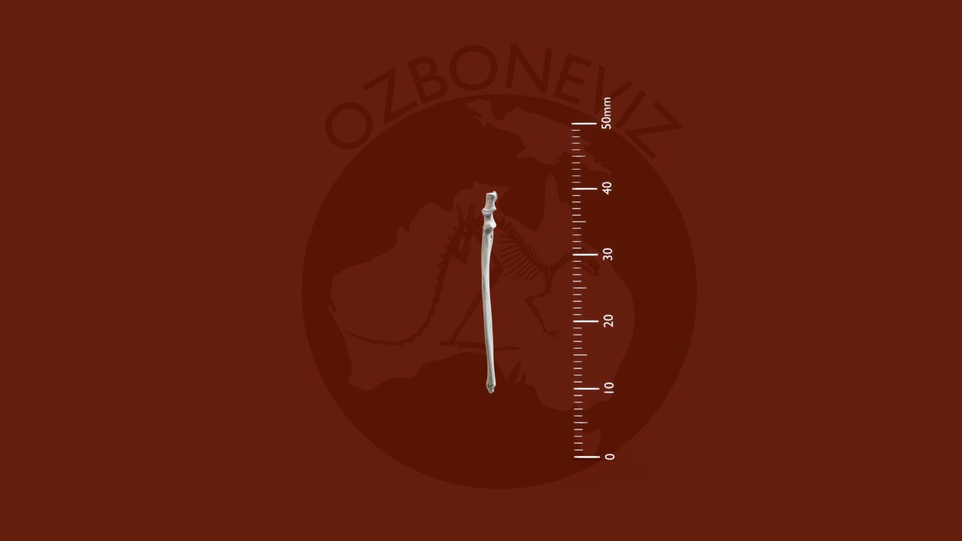 Lesser stick-nest rat ulna - 3D model by Ozboneviz [3e47a19] - Sketchfab