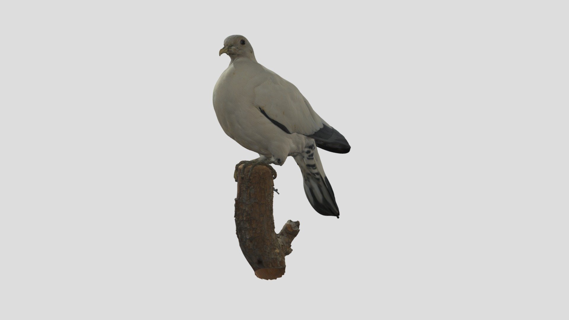 Mounted Torres Strait Pigeon Specimen - 3D model by Chau Chak Wing ...