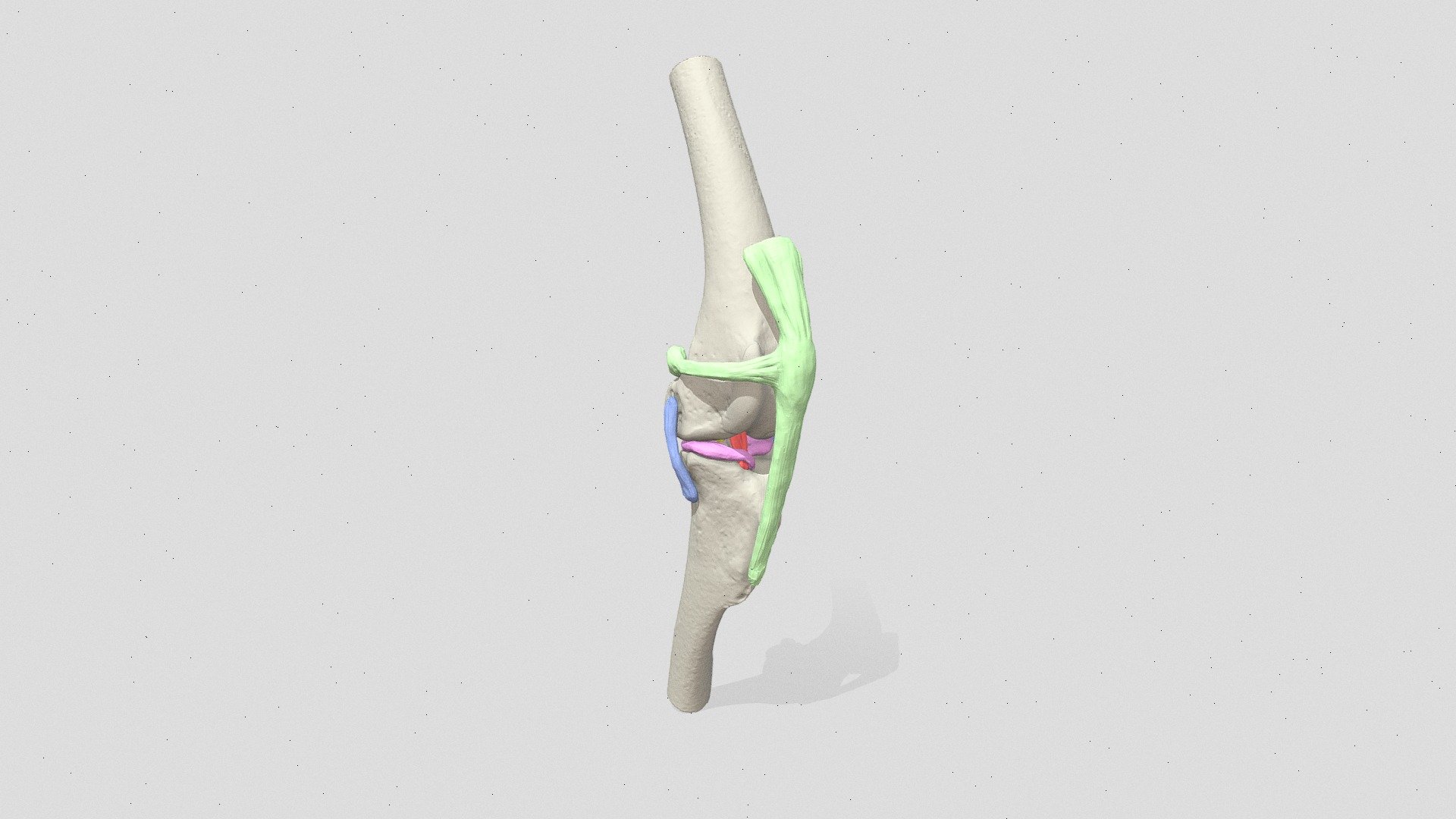 Canine Knee Joint - 3D model by Roelf Daling (@roekeloos) [3e4f708 ... Canine Knee Joint - 3D model by Roelf Daling (@roekeloos) [3e4f708 ...