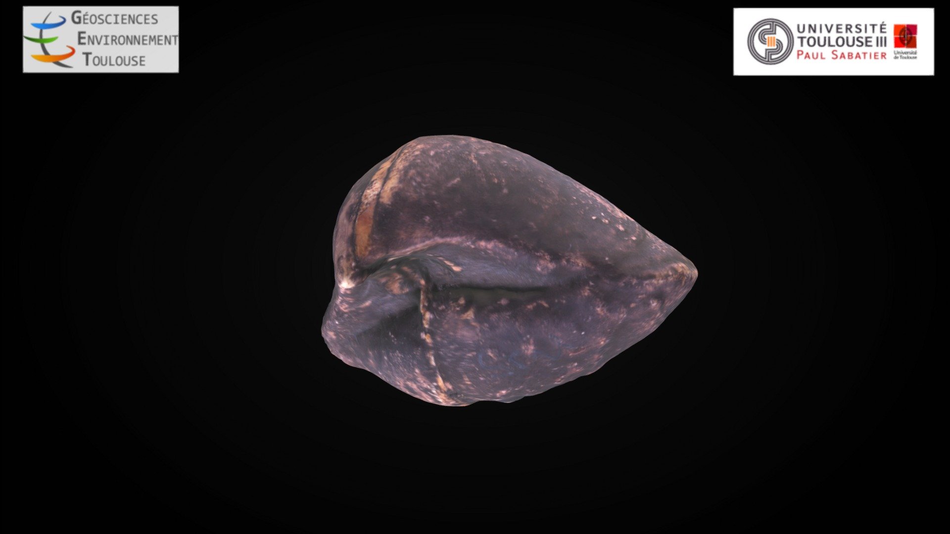 Stringocephalus burtini - Download Free 3D model by Marc de RAFELIS ...