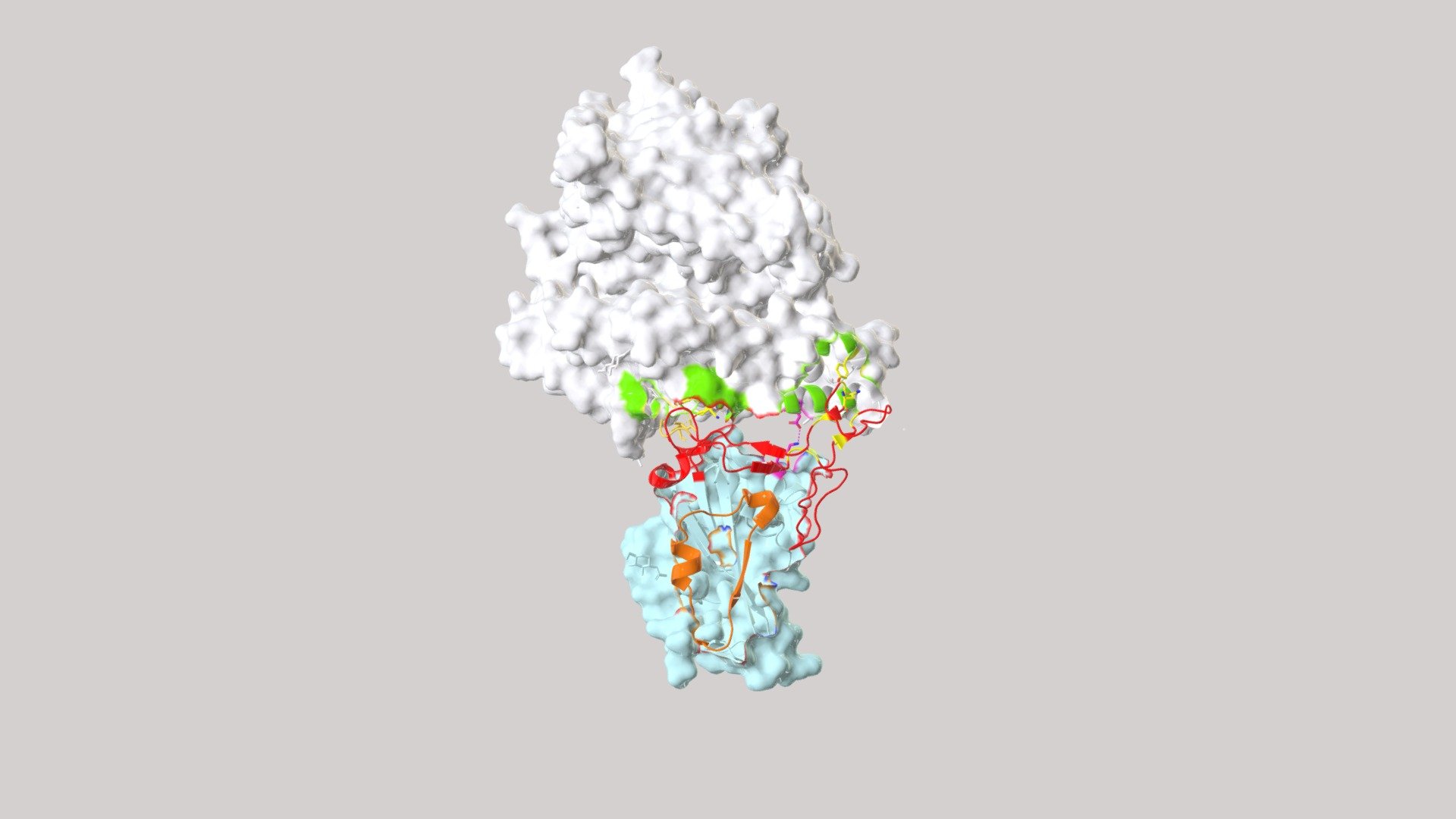Viral Spike Protein and Human ACE2 Protein - 3D model by avilisha ...
