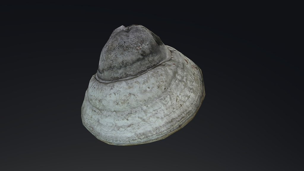 Fomes Fomentarius 1 - 3D model by soulmarine [3e58d06] - Sketchfab