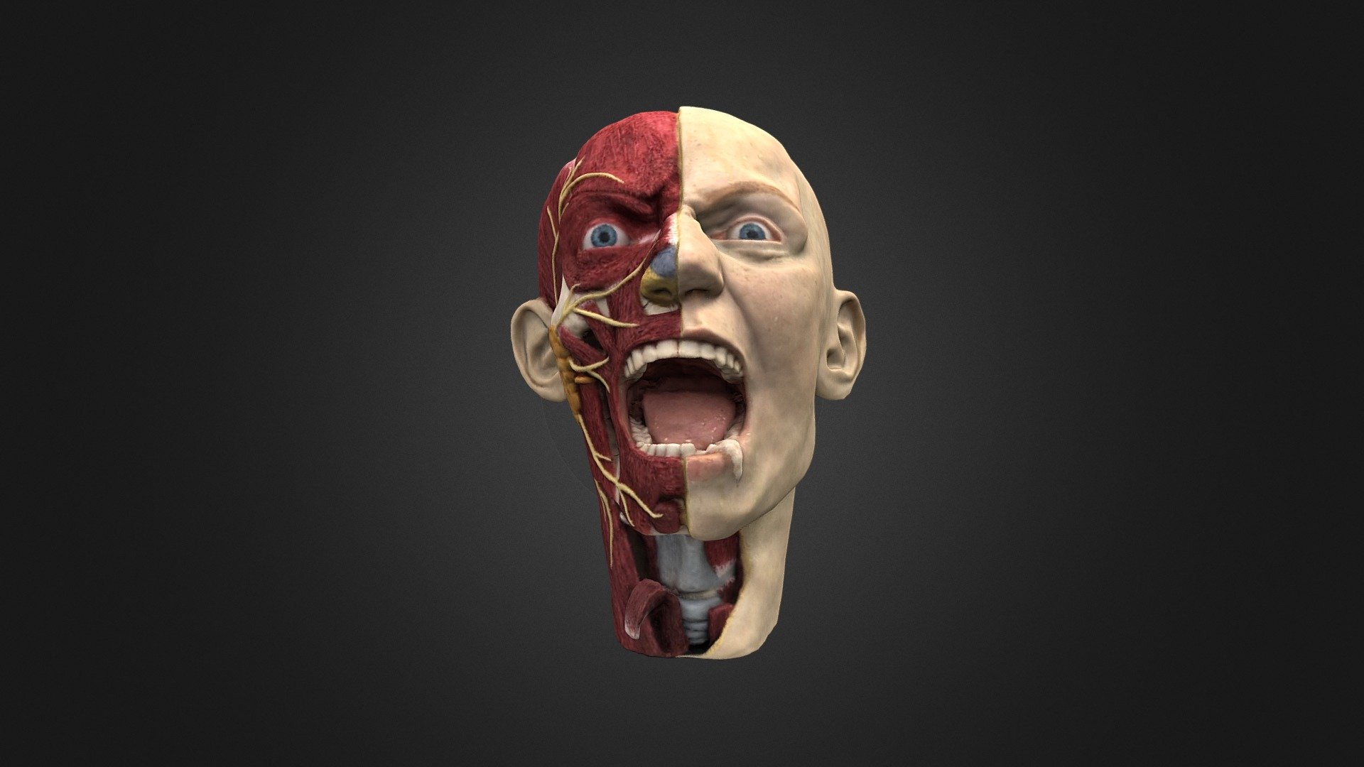 Furious rabies head écorché - 3D model by University of Dundee, CAHID ...