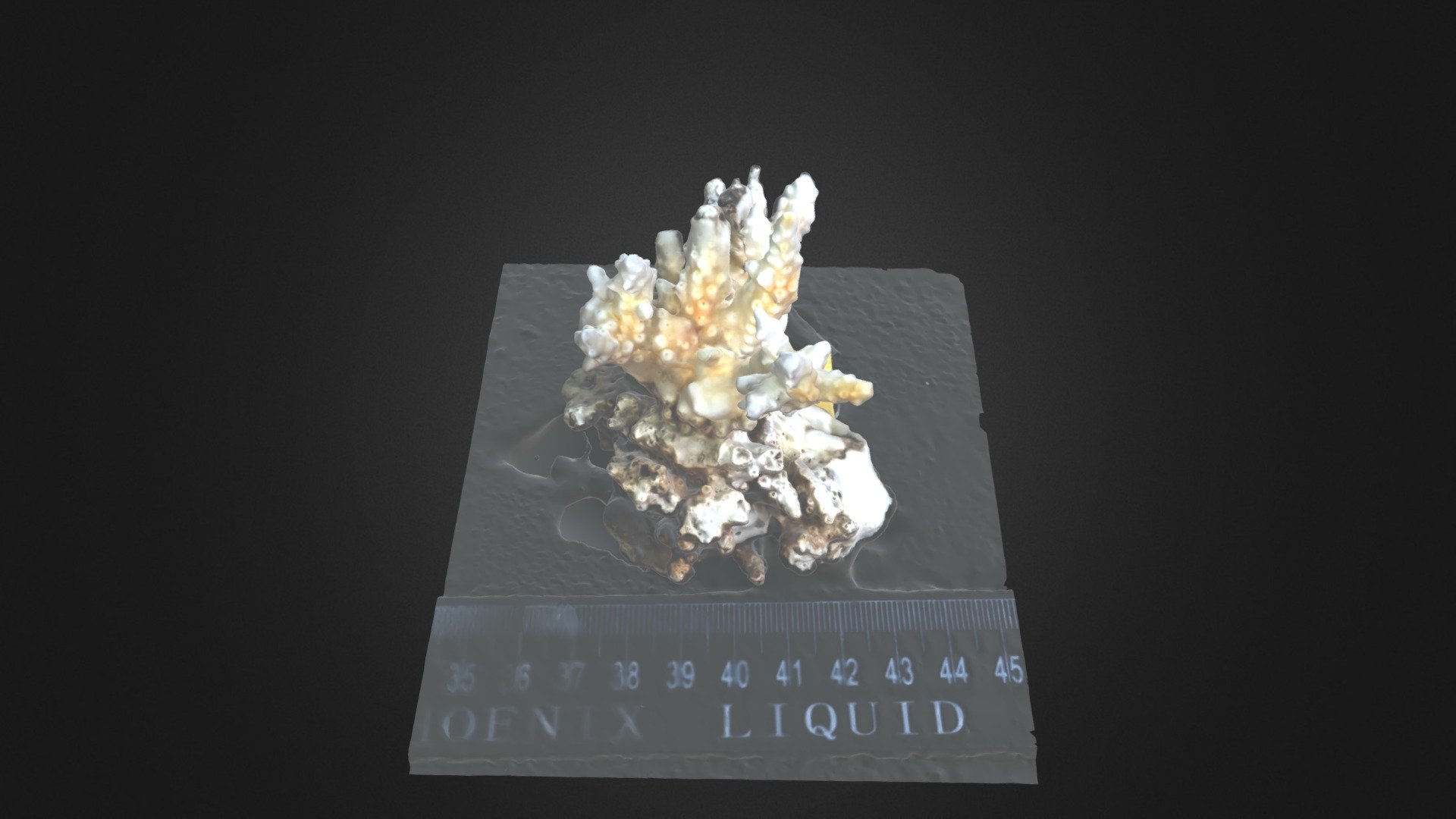 Branching Acropora skeleton - 3D model by iontu_meng_hsin_wu ...