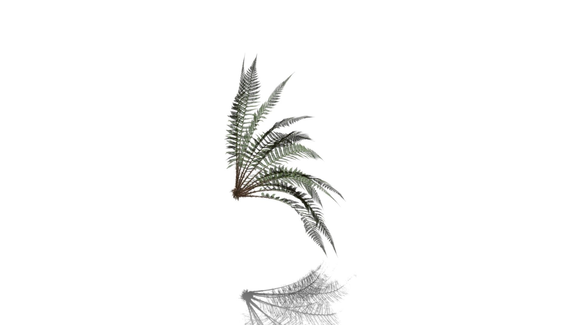 Realistic HD Male fern (32/50) - Download Free 3D model by PlantCatalog ...