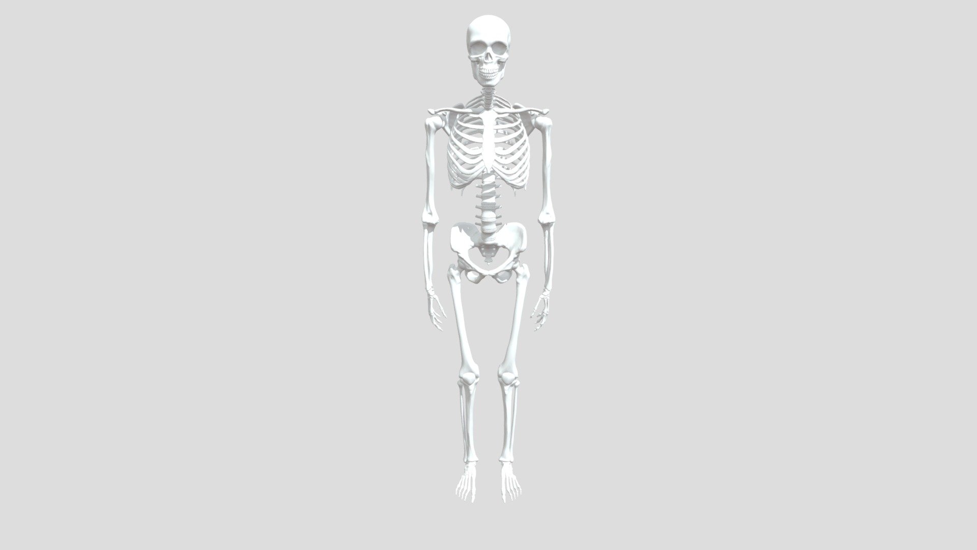 skeleton - 3D model by sirjanveer.singh6 [3e6d671] - Sketchfab