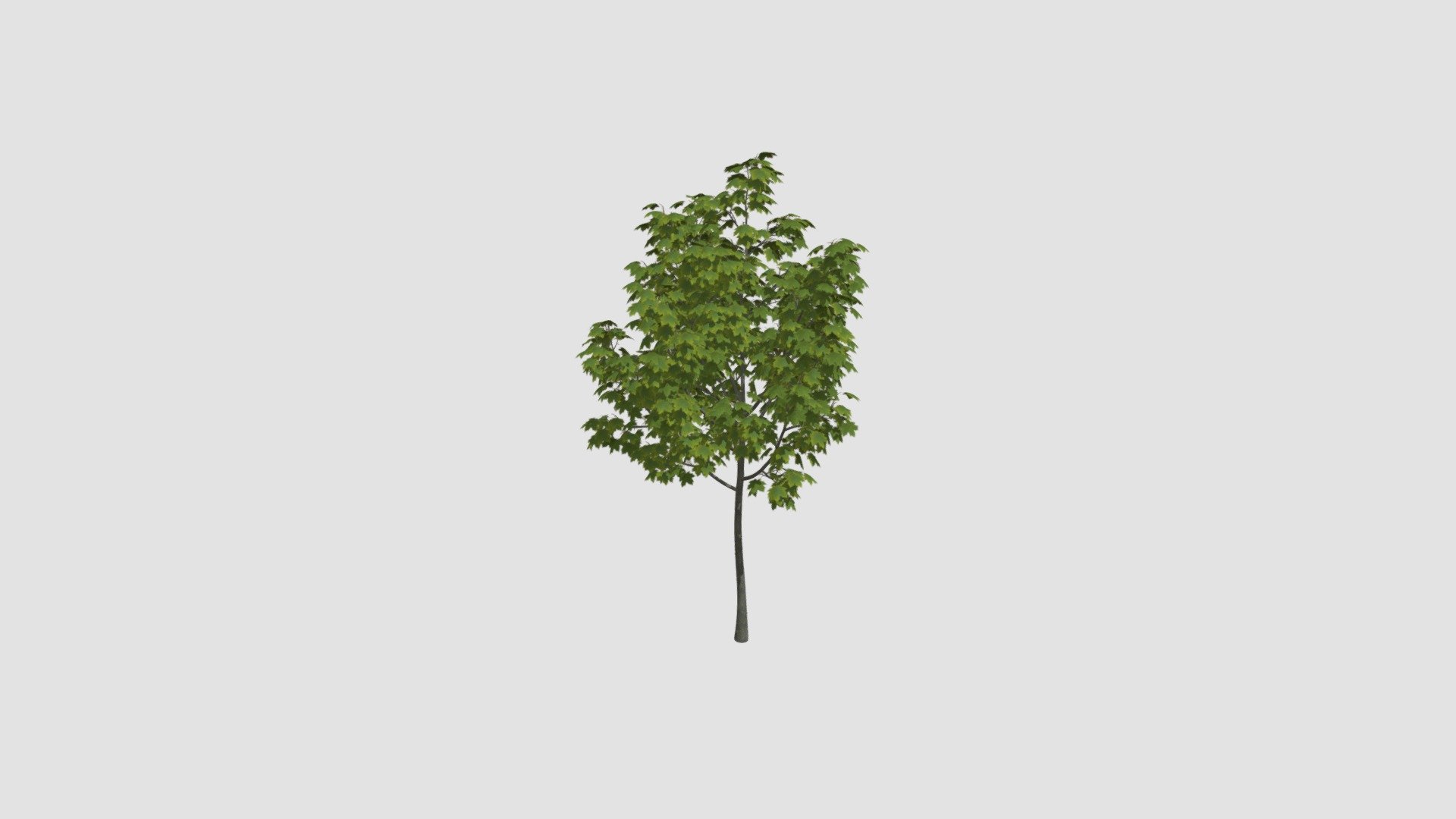 Tree - Buy Royalty Free 3D model by Evermotion [3e6db82] - Sketchfab Store