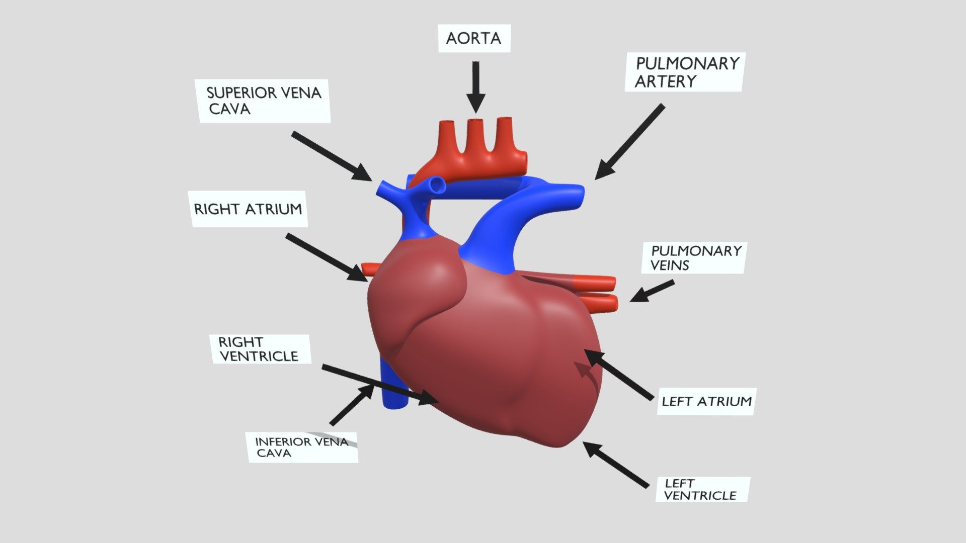 Cat's Heart - 3D model by Faiqal_x1103 [3e6f3cf] - Sketchfab