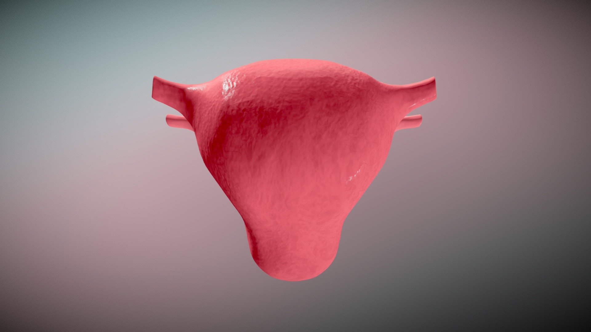 Uterus - 3D model by jessiep [3e6f707] - Sketchfab