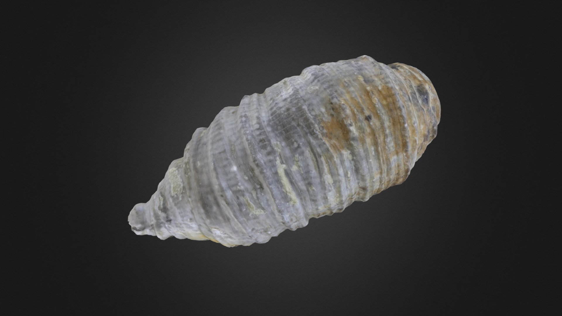 Rugose coral: PRI 40191 - Download Free 3D model by Digital Atlas of ...