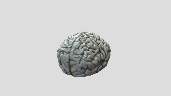 Brain 3D models - Sketchfab