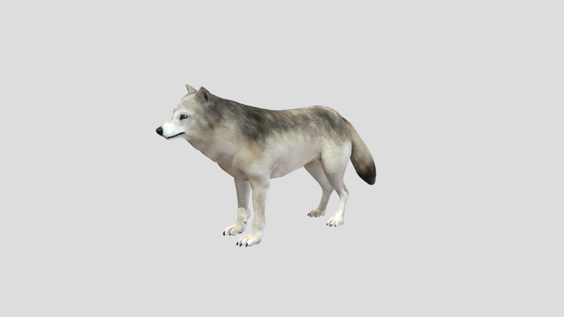 project anjing - 3D model by ng.junardi [3e751a3] - Sketchfab