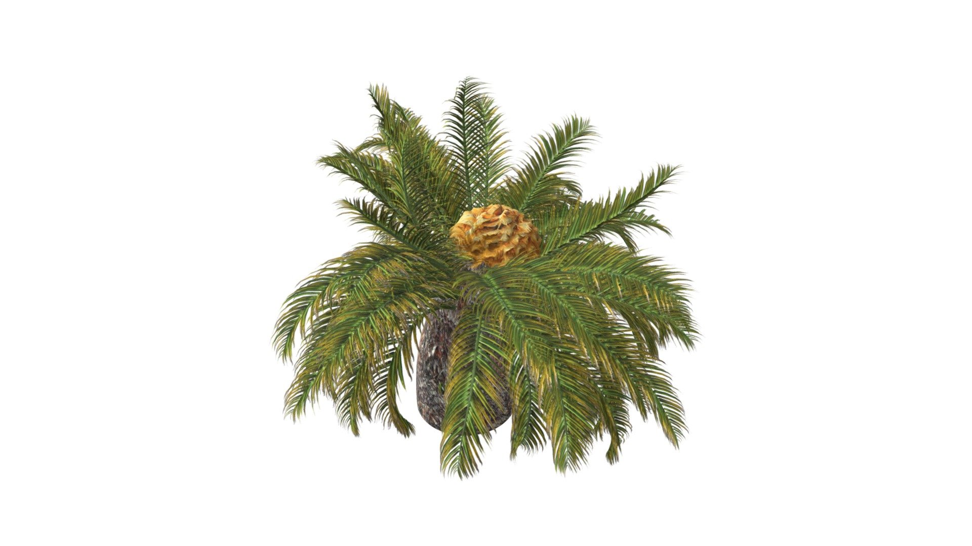 Sago Palm Tree #04 - Buy Royalty Free 3D model by meshshape [3e753bf ...
