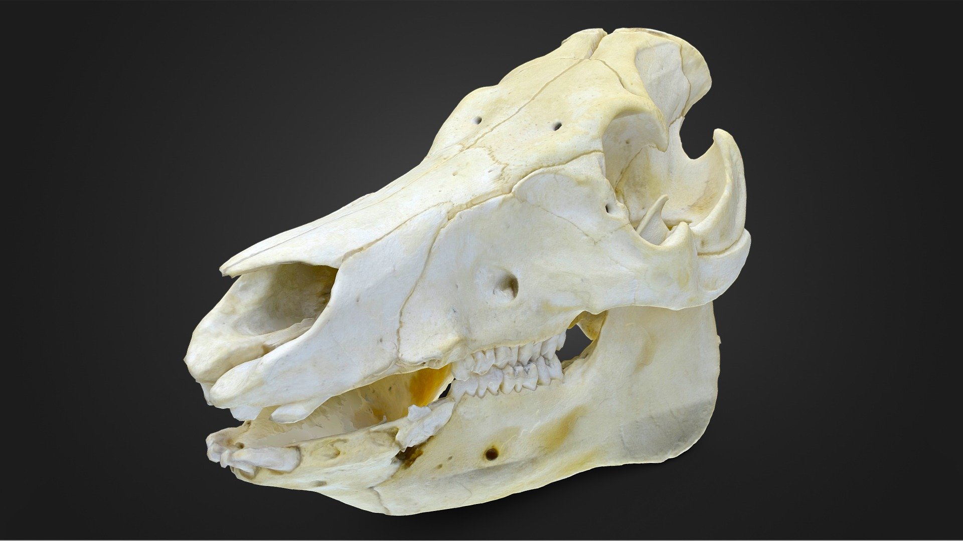 Domestic Pig Skull - Buy Royalty Free 3D model by Indy Sarlet (@indy ...